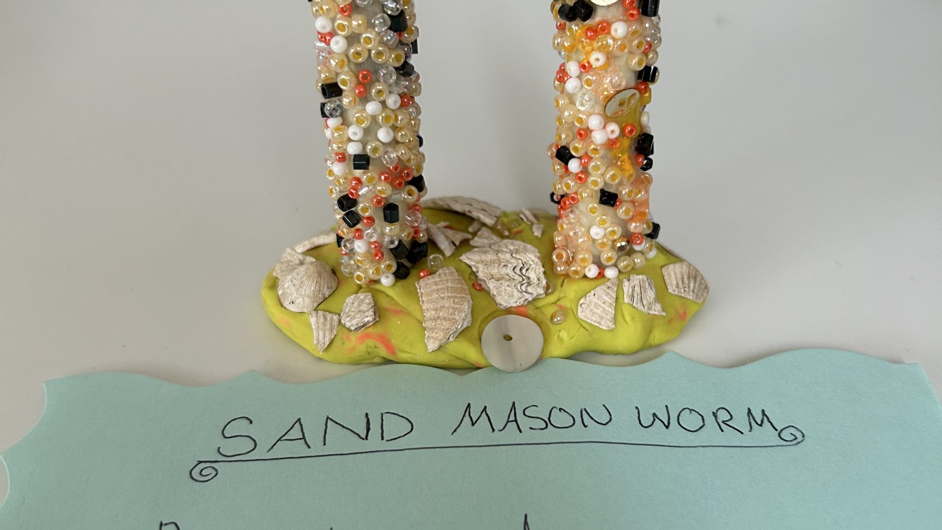 Sand Mason Worm – by Annabelle Murphy – Edinburgh Shoreline