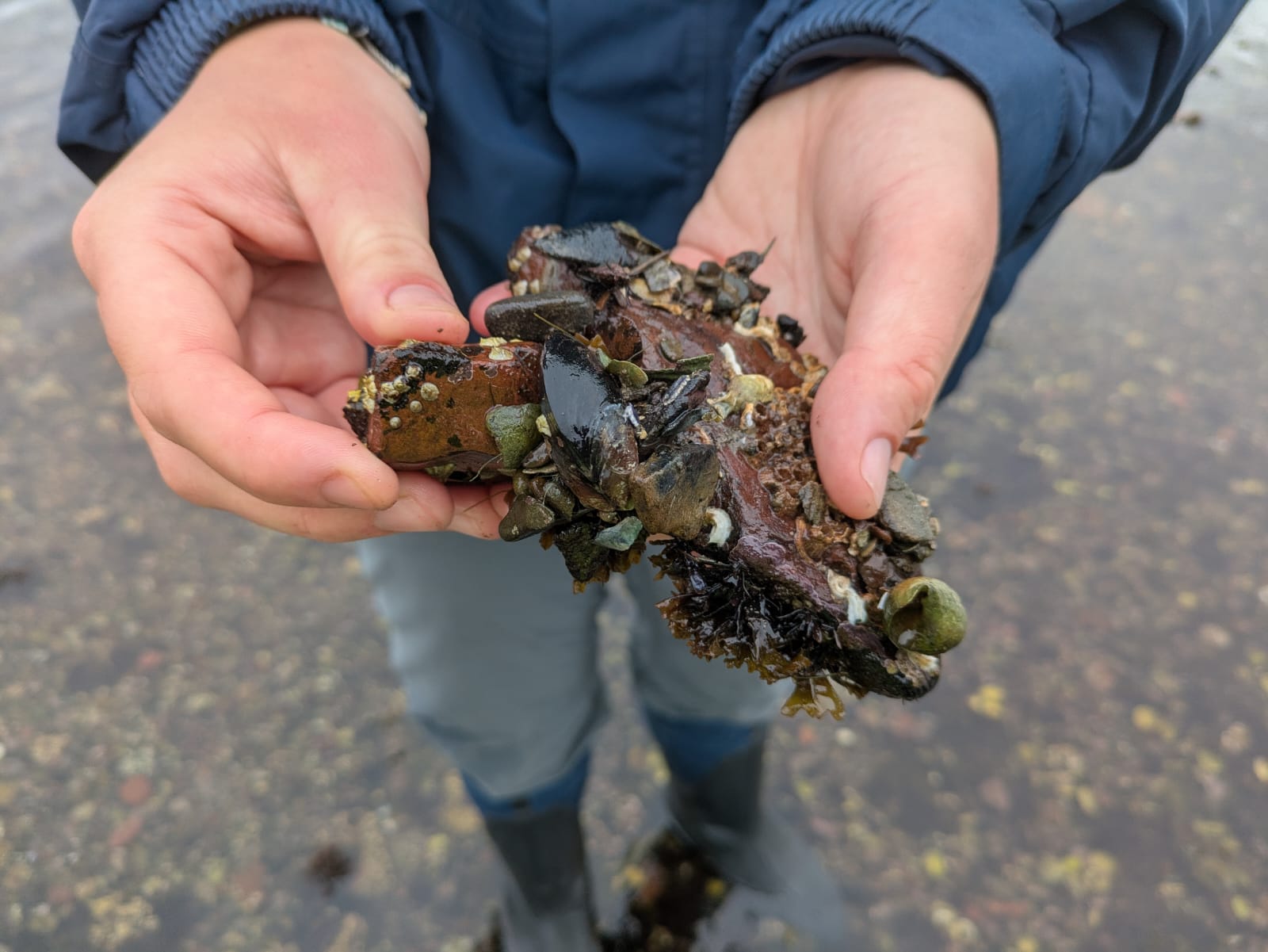 Show Us Your Mussels - Record Your Findings - Edinburgh Shoreline